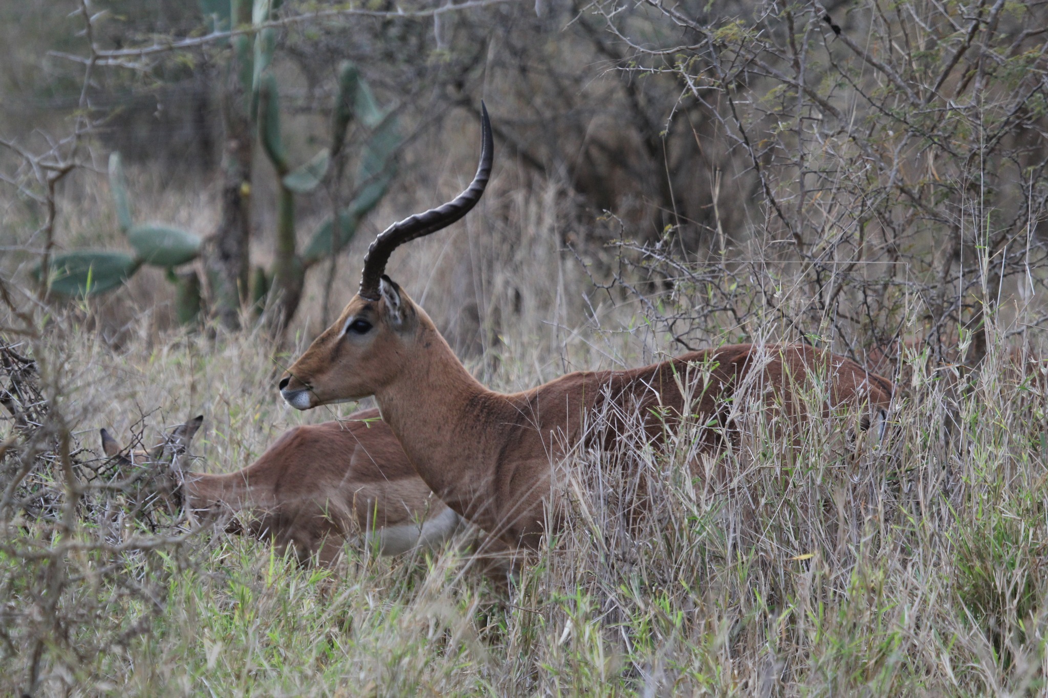 Hunting Gallery – Mpeti Safaris