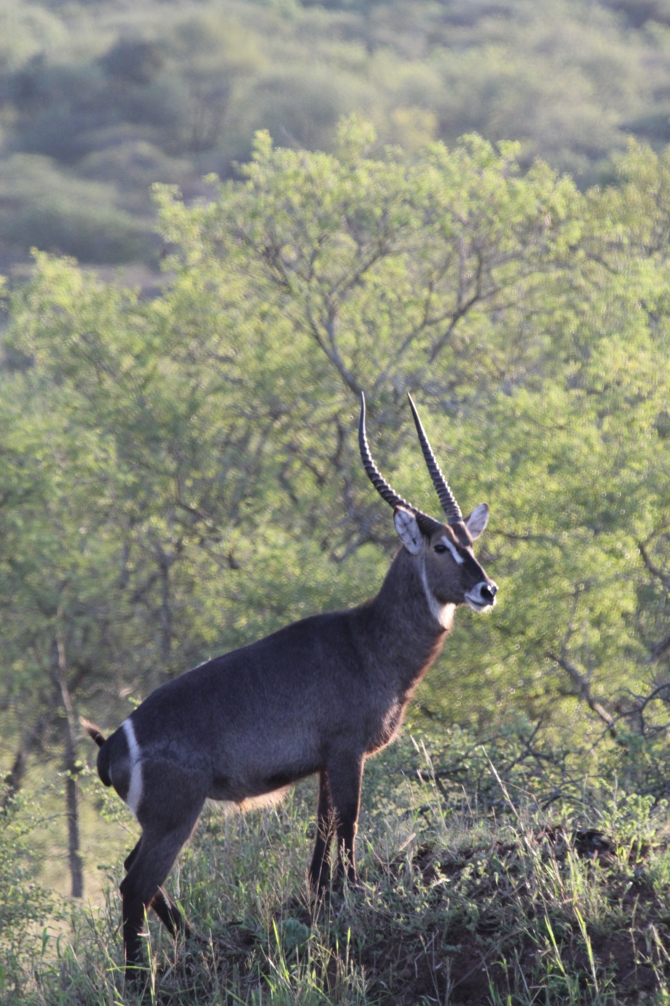Hunting Gallery – Mpeti Safaris