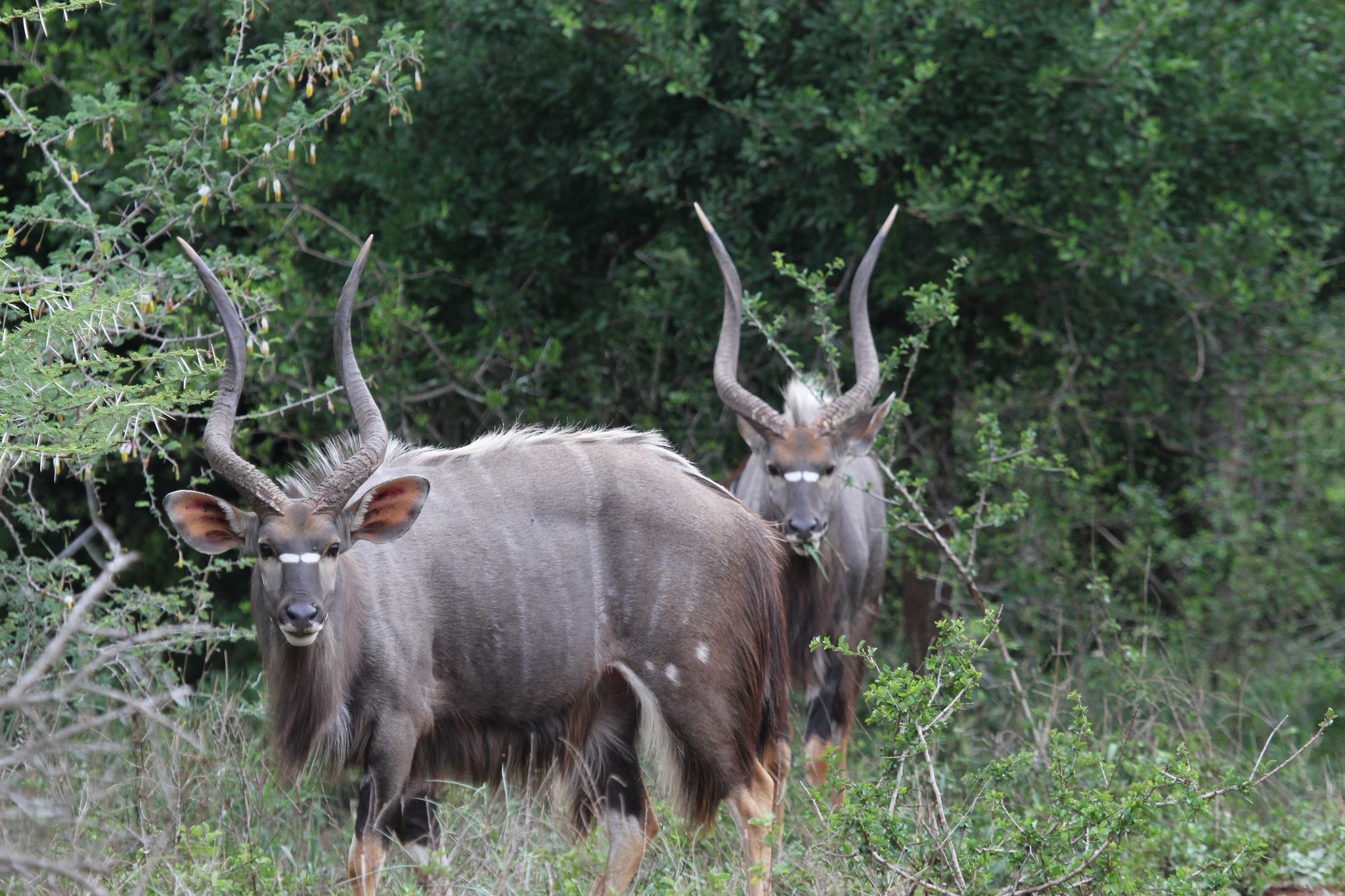 Hunting Gallery – Mpeti Safaris