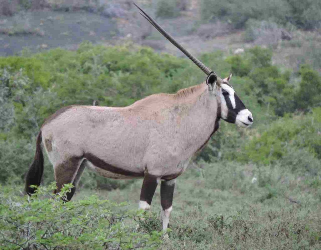 Hunting – Mpeti Safaris